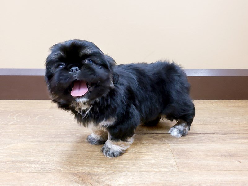 Pekingese Puppy ID:464 Located at Petland Beavercreek, OH