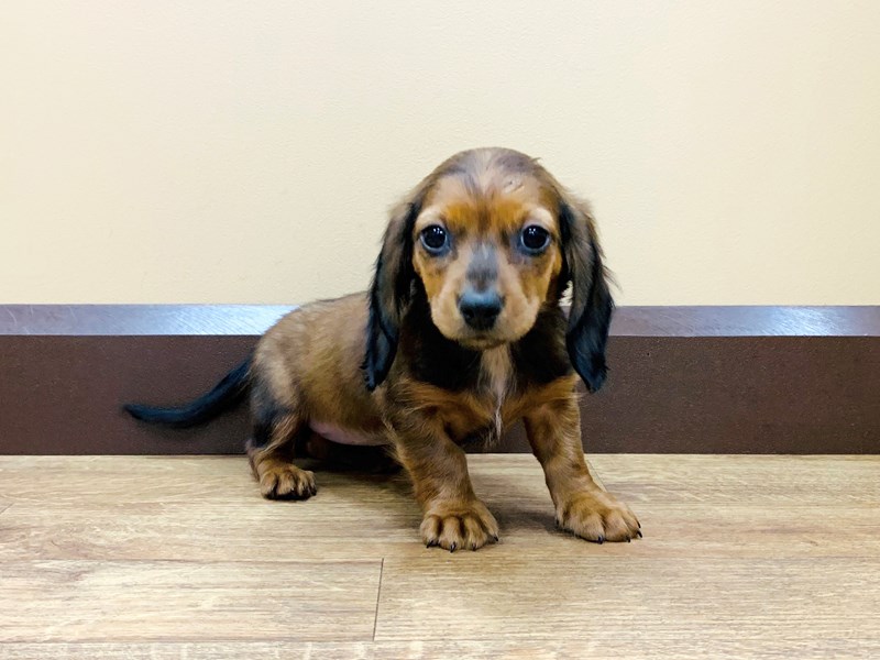 Red Sable Dachshund