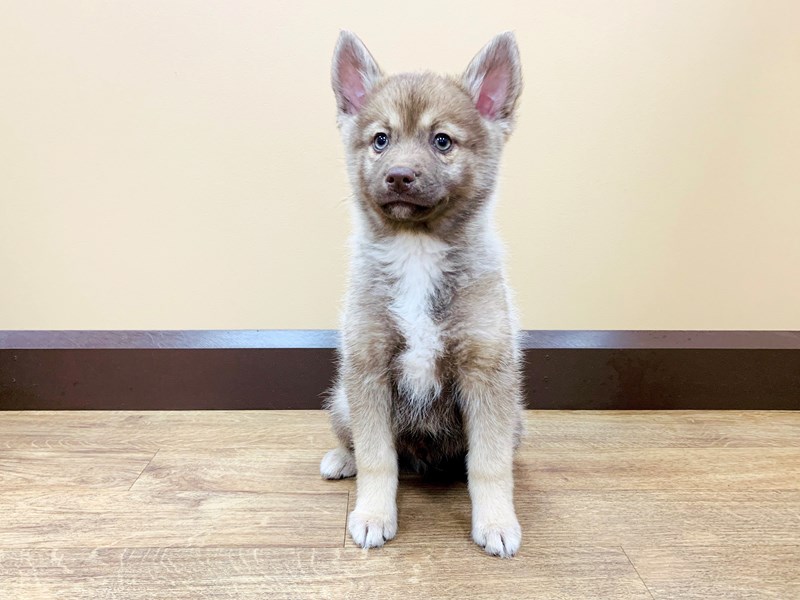 Pomsky Puppy Brown ID:731 Located at Petland Beavercreek, OH