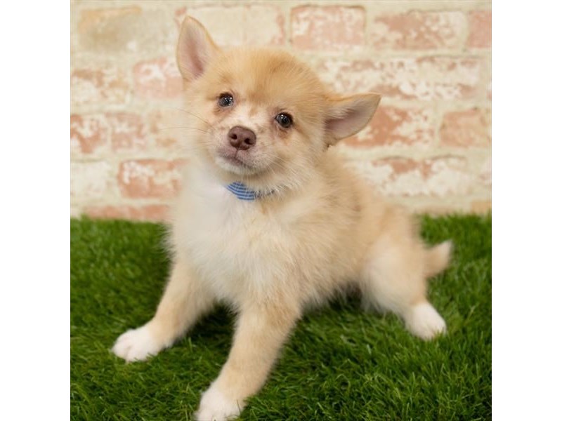 Pomsky Puppy Red / White ID:864 Located at Petland Beavercreek, OH