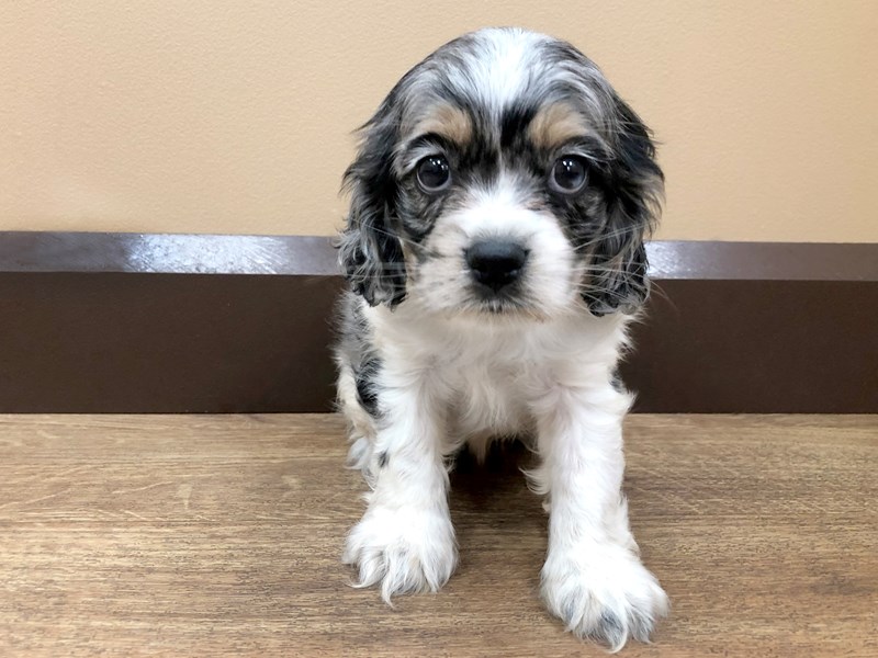 Cocker Spaniel Puppy BLUE MERLE ID:951 Located at Petland Beavercreek, OH