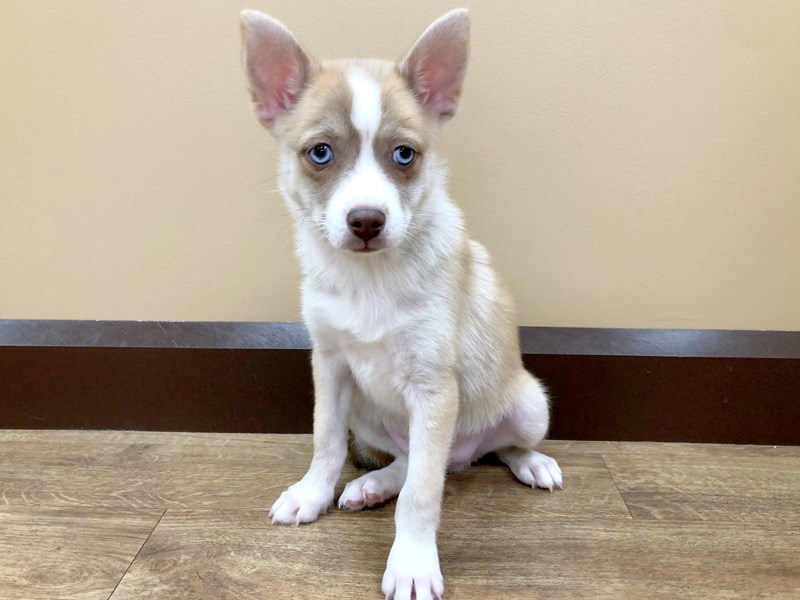 Pomsky Puppy Tan & White ID:992 Located at Petland Beavercreek, OH