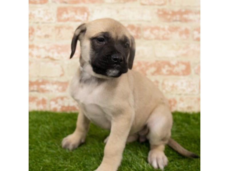 Mastiff Puppy Fawn ID:1064 Located at Petland Beavercreek, OH