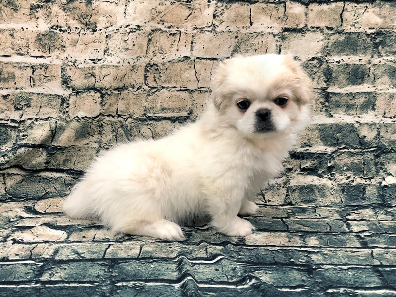 Pekingese Puppy ID:1149 Located at Petland Beavercreek, OH