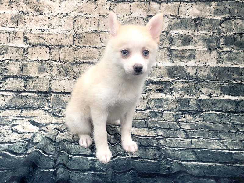 Pomsky Puppy Sable ID:1177 Located at Petland Beavercreek, OH
