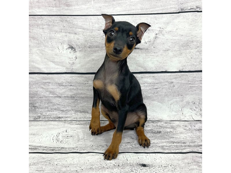 Miniature Pinscher Puppy Black / Rust ID:1402 Located at Petland ...