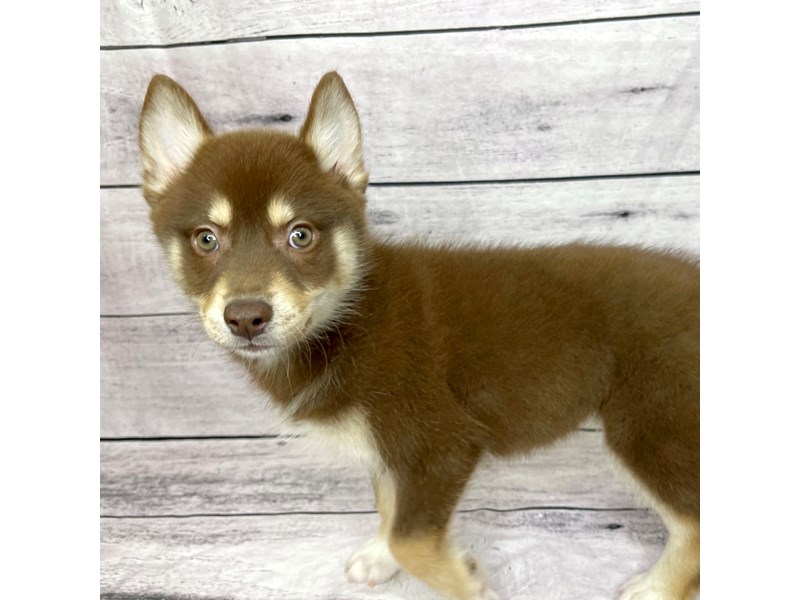 Pomsky Puppy Chocolate White Tan ID:1497 Located at Petland Beavercreek, OH
