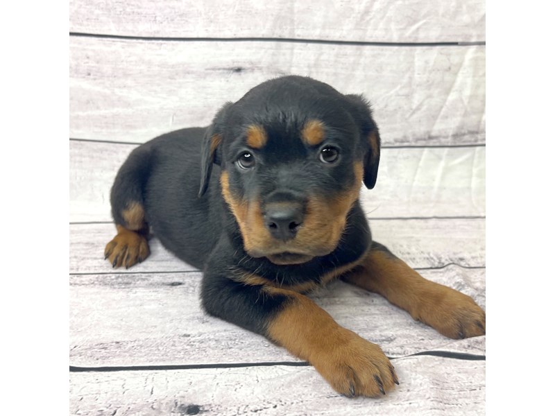 Rottweiler Puppy Black and Rust ID:1558 Located at Petland Beavercreek, OH
