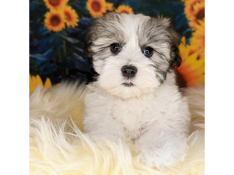 Havanese Puppy Brown / White ID:1747 Located at Petland Beavercreek, OH