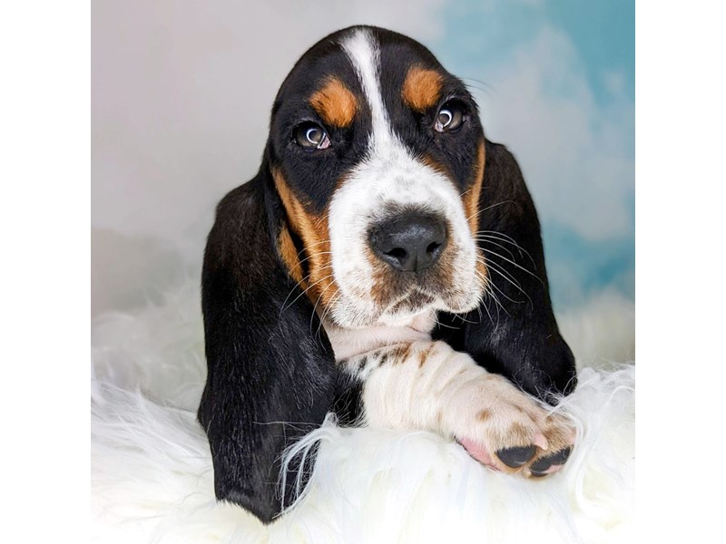 Basset Hound Puppy Tri-Colored ID:1767 Located at Petland Beavercreek, OH