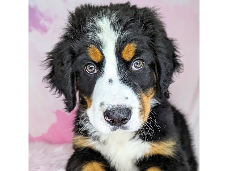 Bernese Mountain Dog Puppy Tri-Colored ID:1799 Located at Petland ...