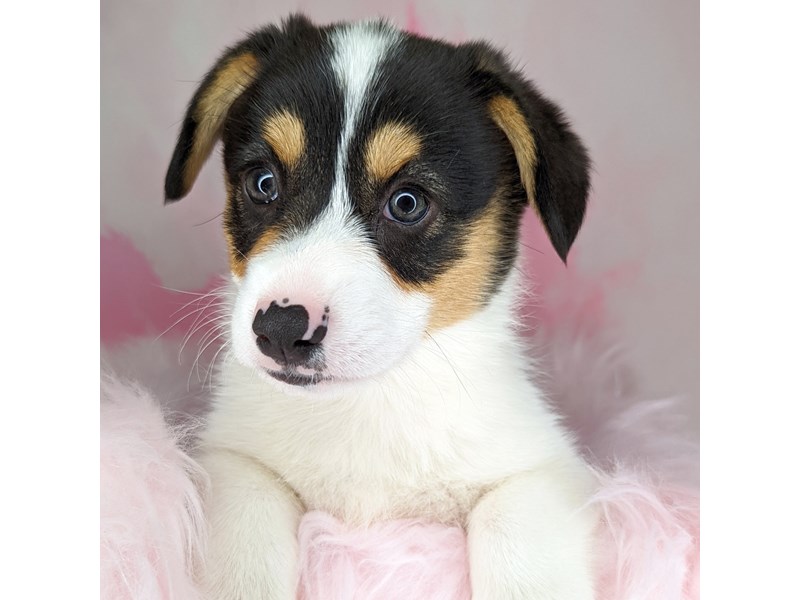 Pembroke Welsh Corgi Puppy Tri-Colored ID:1795 Located at Petland ...