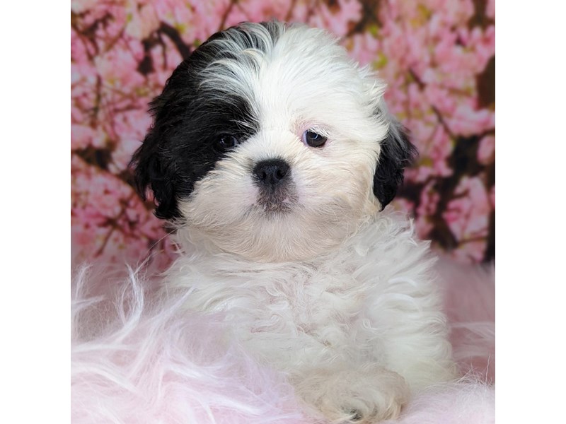 Shih Tzu Puppy Brindle / White ID:1833 Located at Petland Beavercreek, OH
