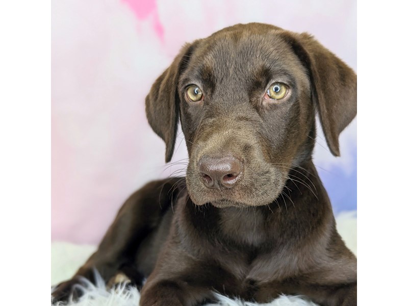 Labrador Retriever Puppy Chocolate ID:1864 Located at Petland ...