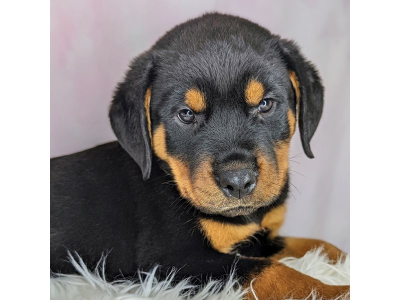Rottweiler Puppy black & rust ID:1858 Located at Petland Beavercreek, OH
