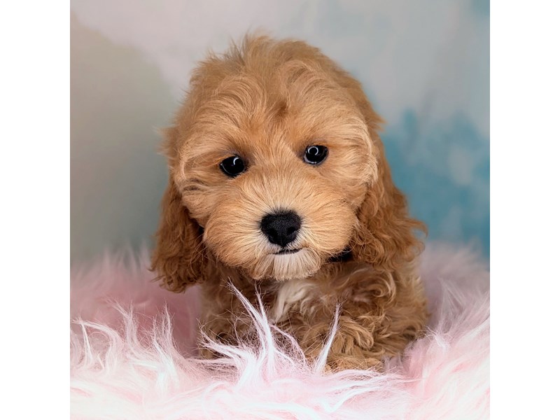 Cavapoo Puppy Apricot ID:1898 Located at Petland Beavercreek, OH