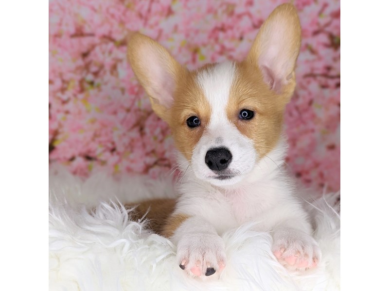 Pembroke Welsh Corgi Puppy Sable / White ID:1932 Located at Petland ...