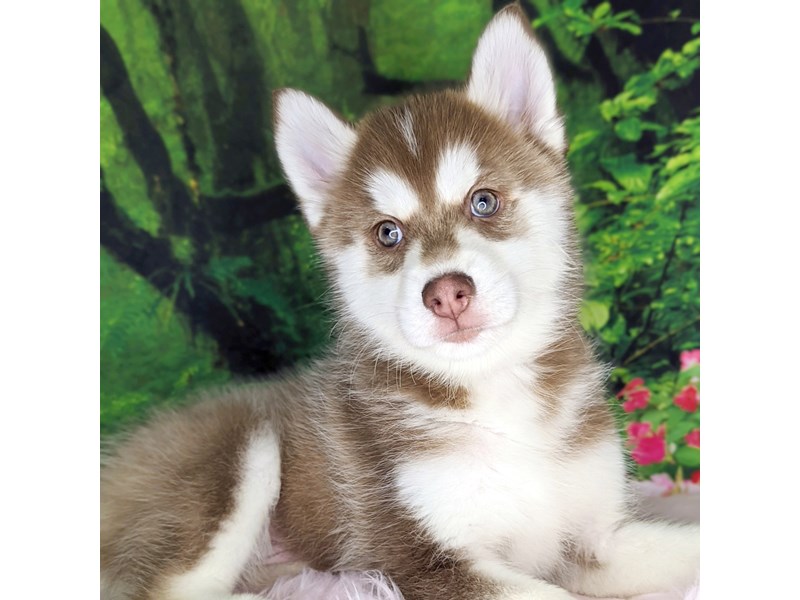 Pomsky Puppy red and white ID:1977 Located at Petland Beavercreek, OH