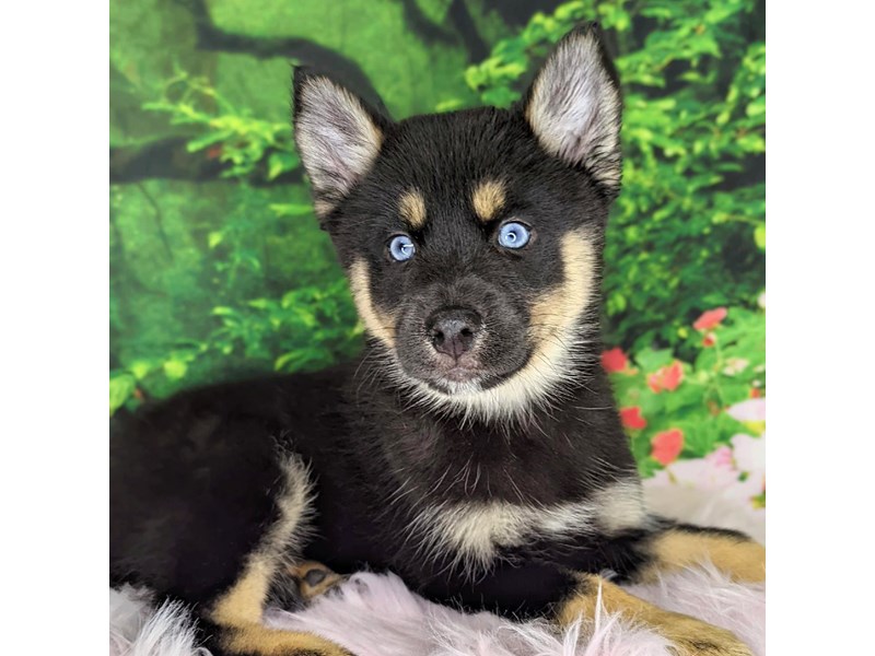 Pomsky Puppy black and tan ID:1978 Located at Petland Beavercreek, OH