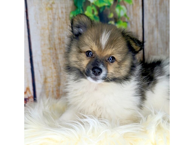 Tan Pomeranian Puppies