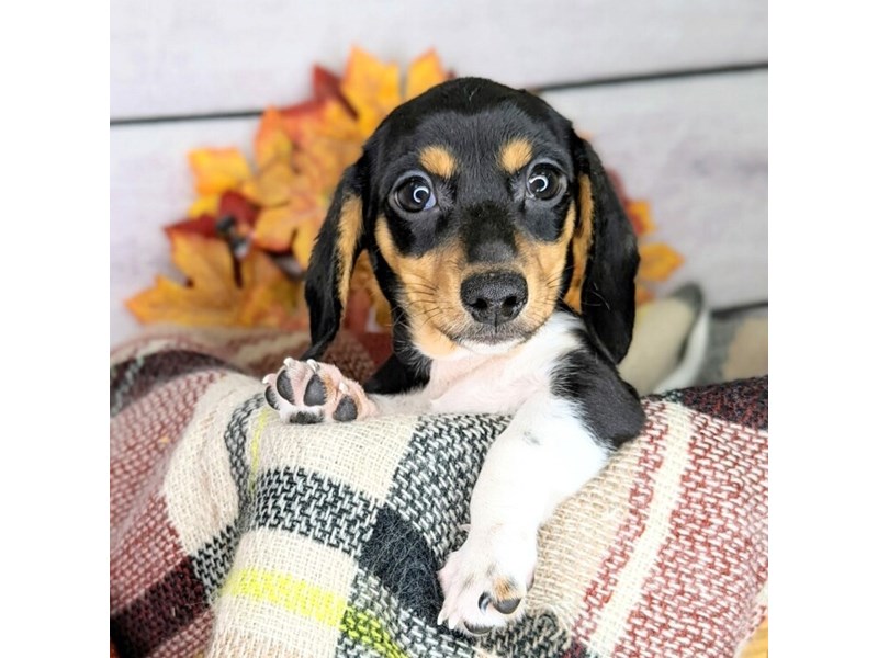 Dachshund Puppy Black White / Tan ID:1993 Located at Petland ...