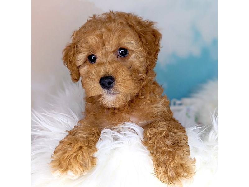 Cavapoo Puppies - Breed Info - Petland Beavercreek, OH