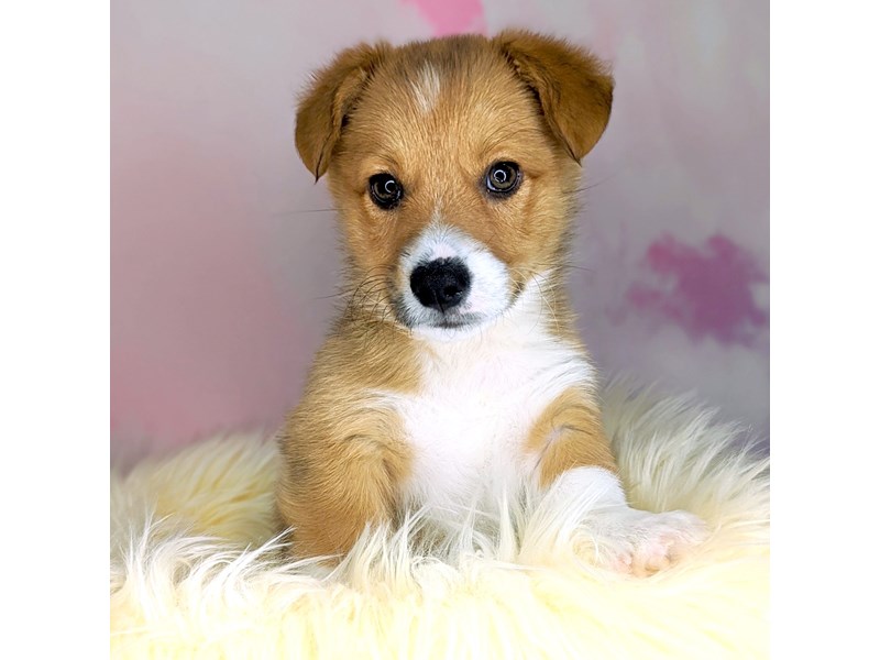 Pembroke Welsh Corgi Puppy Red Sable ID:2050 Located at Petland ...
