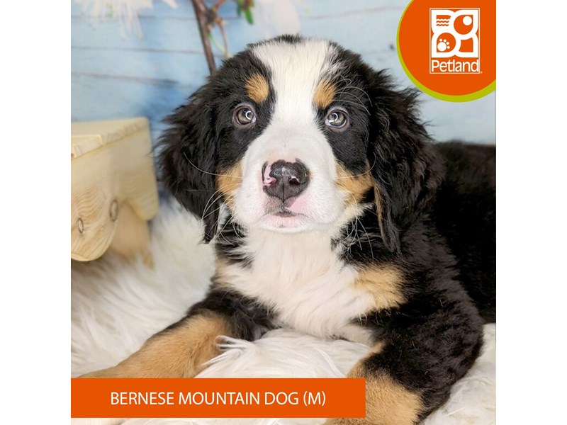 Bernese Mountain Dog Puppy tricolored ID:2098 Located at Petland ...