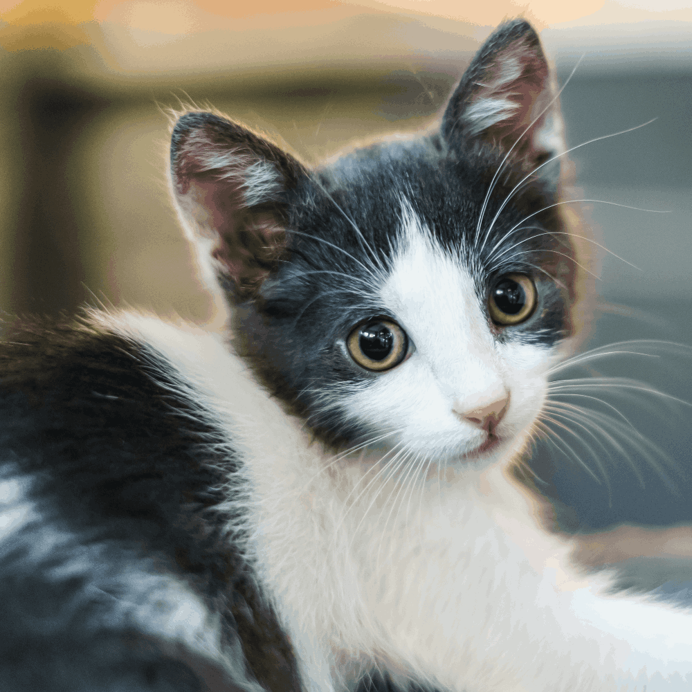 Kittens - Petland Beavercreek, OH