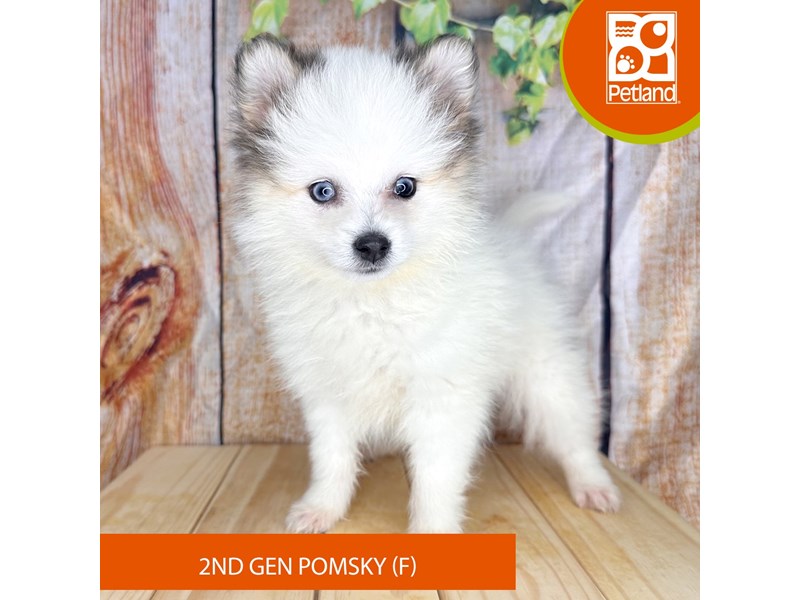 Pomsky 2nd Gen-Dog-Male-Cream / White-4042004-Petland Beavercreek, OH