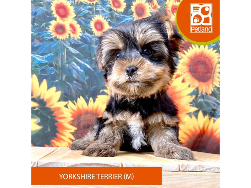 Yorkshire Terrier-DOG-Male-Gold sable Parti-3193579-Petland Beavercreek, OH