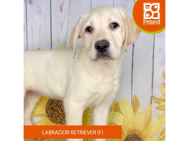 Yellow Labrador Retriever Puppy Female