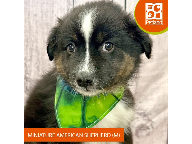 Available Pets - Petland Beavercreek, OH