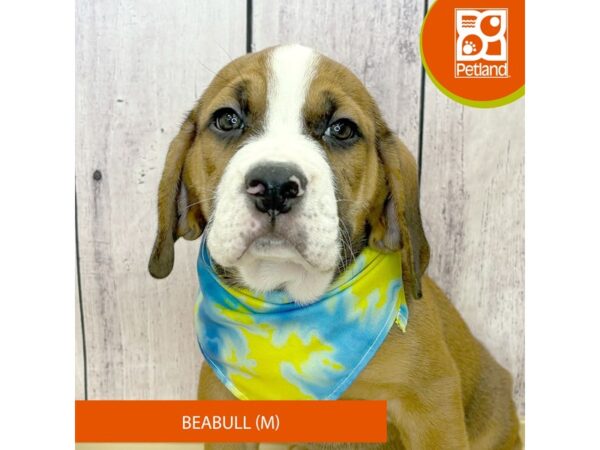 Beabull Small Animal Fawn / White ID:2065 Located at Petland ...